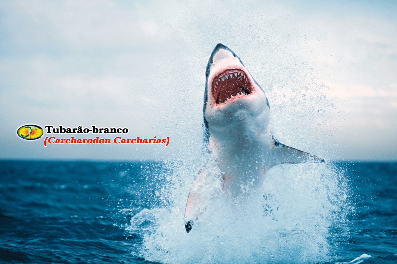 Tubarão Branco Nome Cientifico - FDPLEARN